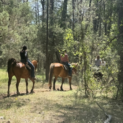 Circle M Riding Stable Offers Horseback Riding Services in New River ...